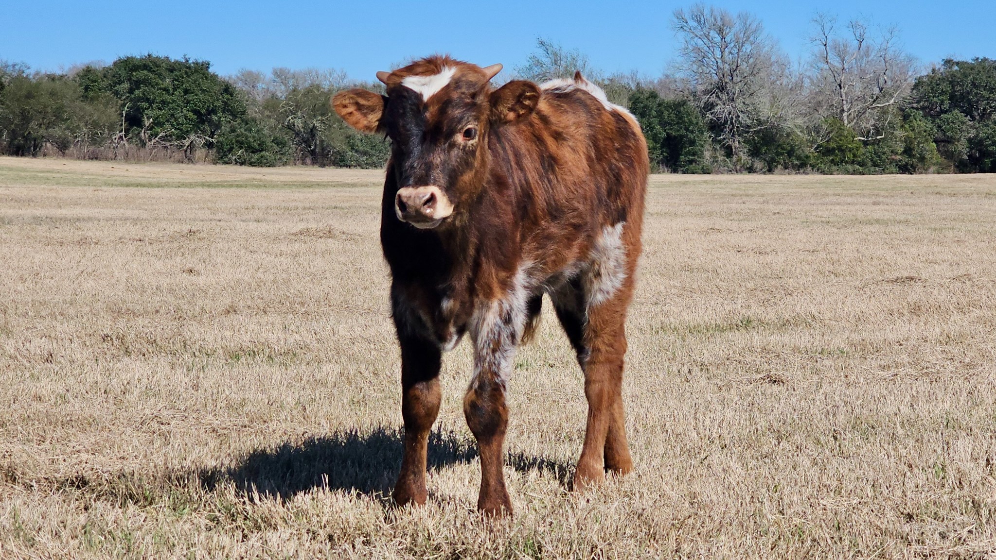 bull rebel woman x hl heads up