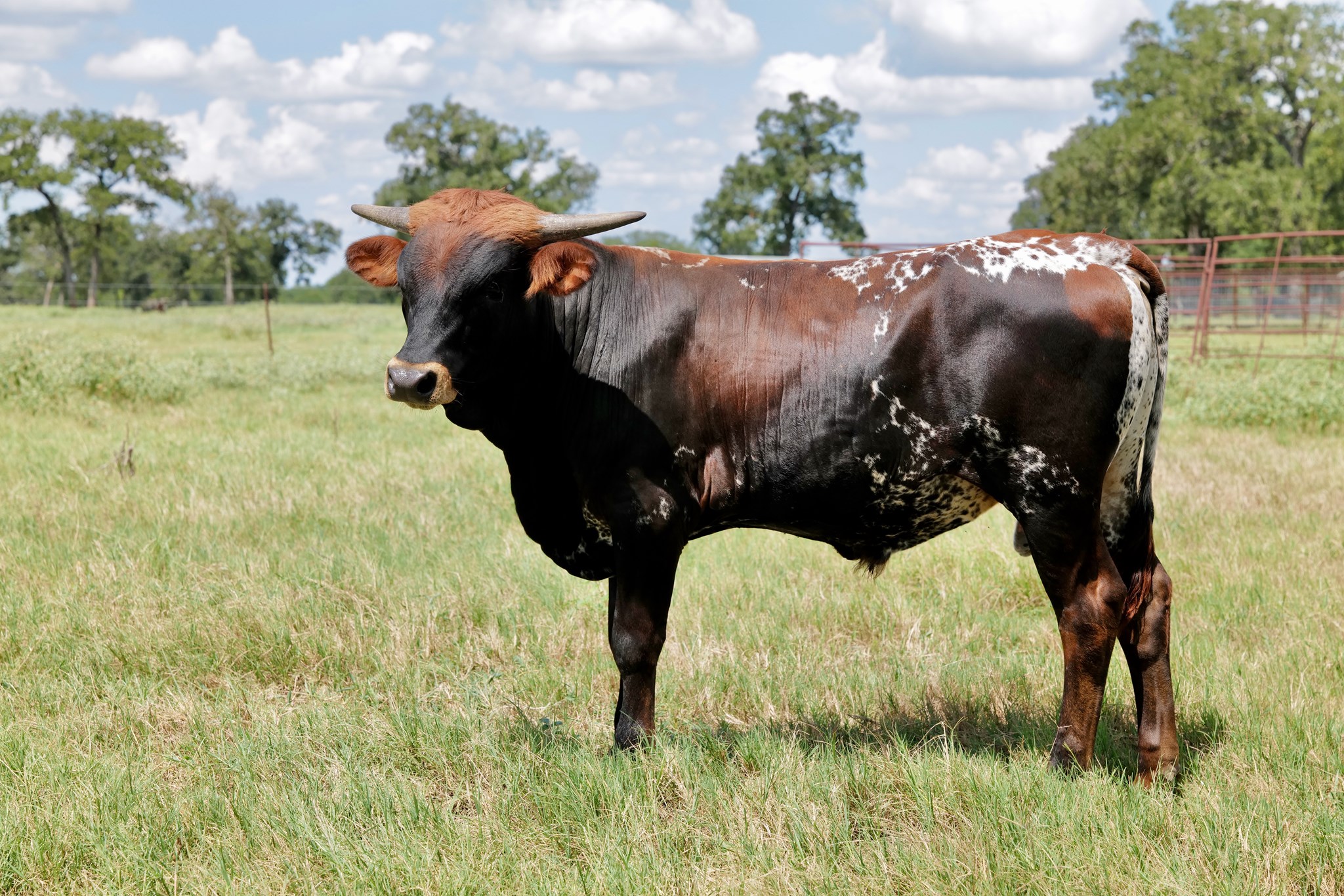 Turning Point BCR 452