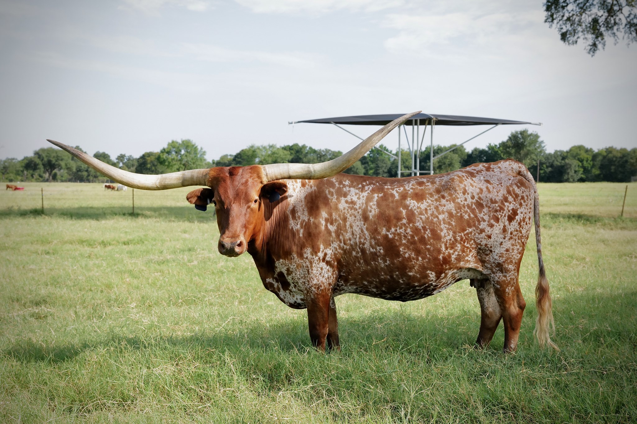 view herd